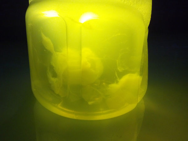 Gatorade White Slime - Mold? - ETCwiki