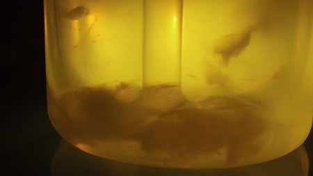 Gatorade White Slime - Mold? - ETCwiki